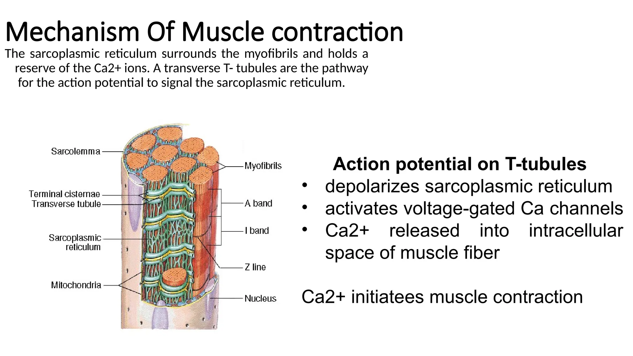 MLT 1st semester lecture no 1 2 Muscle.pptx