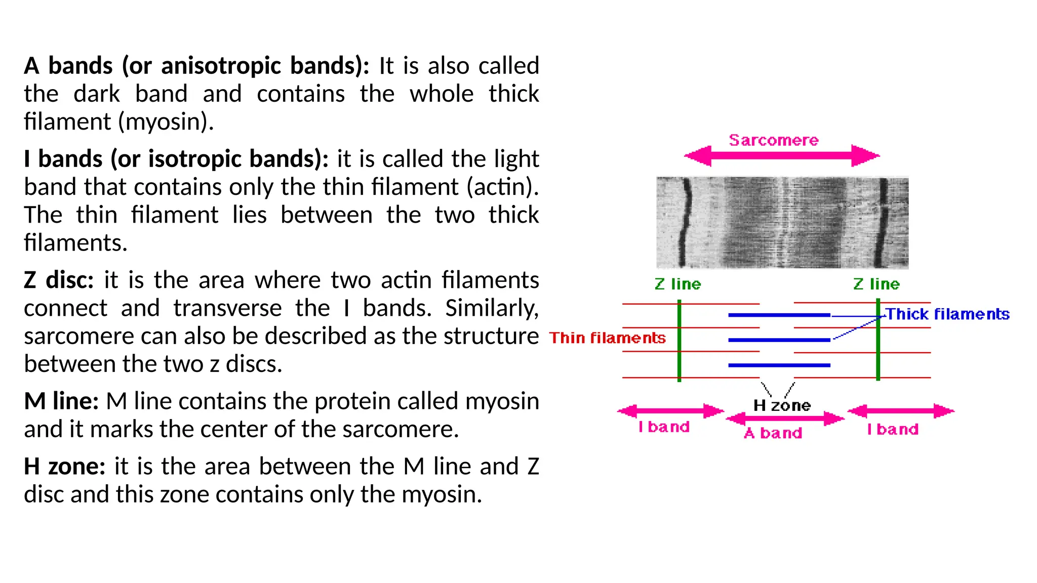 MLT 1st semester lecture no 1 2 Muscle.pptx