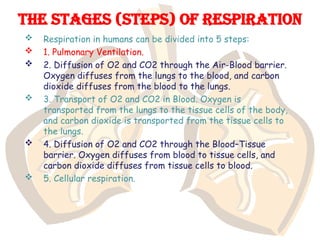 Lec 2 Respiratory system Structure function and detail. | PPT