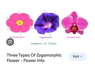 floral biology of rice, crossing techniques | PPTX