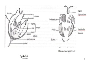 floral biology of rice, crossing techniques | PPTX
