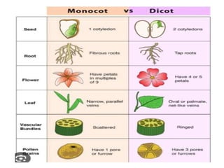 floral biology of rice, crossing techniques | PPTX