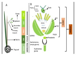 floral biology of rice, crossing techniques | PPTX