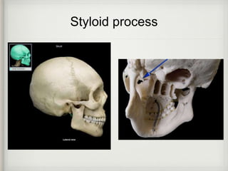 Lecture 2 skull chapter (2) | PPTX