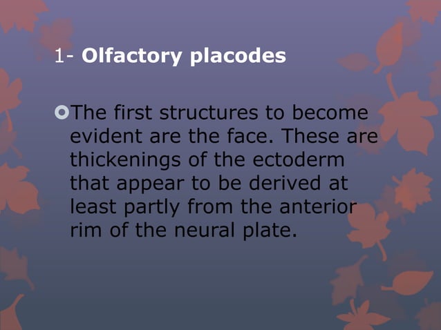 development of facial processes | PPT