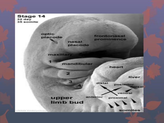 development of facial processes | PPT