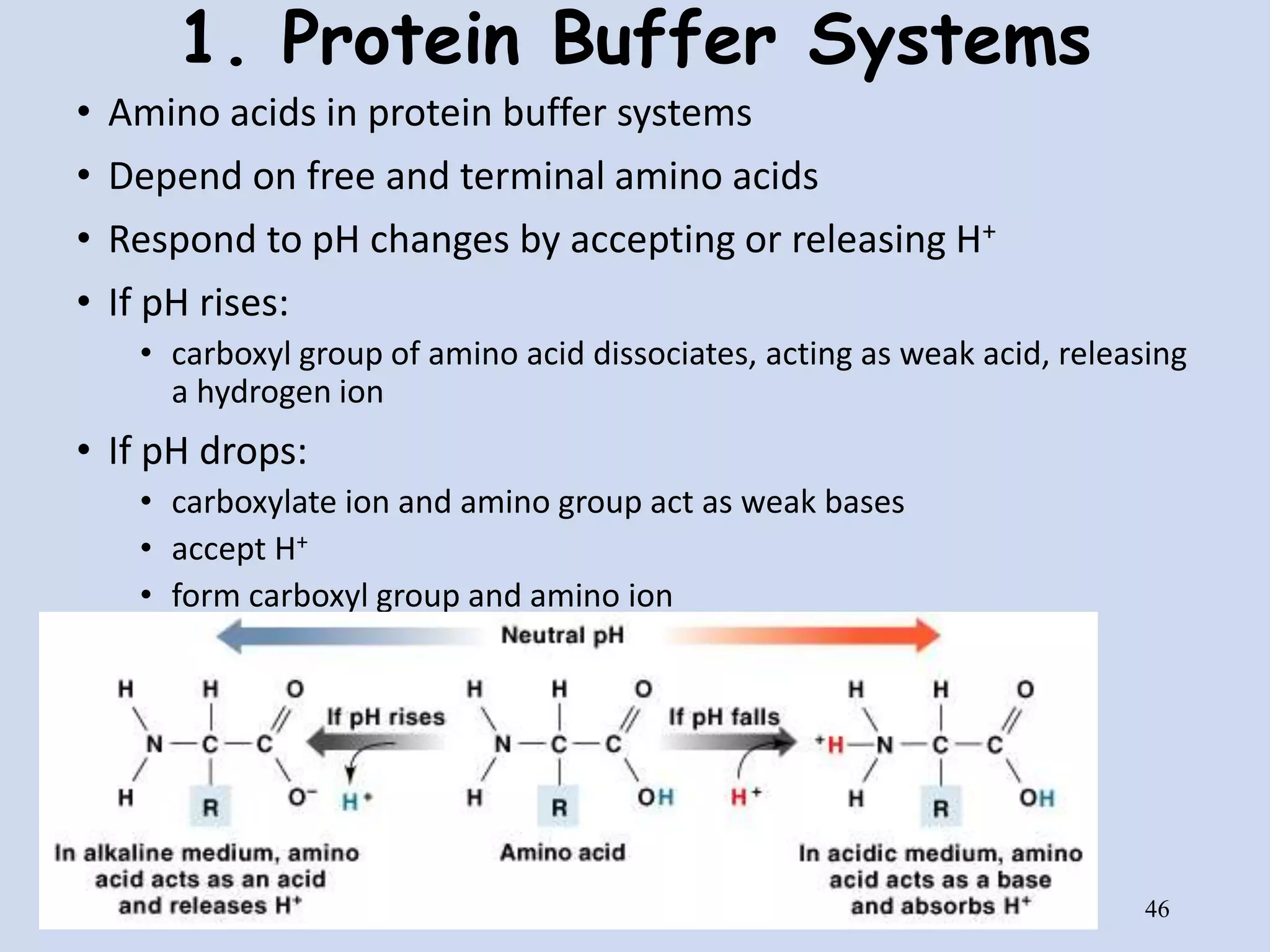 Water, acid base balance, buffer systems | PPTX | Chemistry | Science