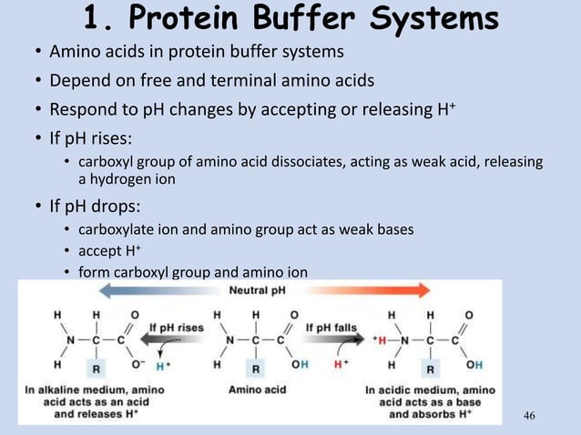 Water, acid base balance, buffer systems | PPTX | Chemistry | Science