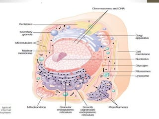 Human Cell physiology 1 St YEAR B nursing | PPTX