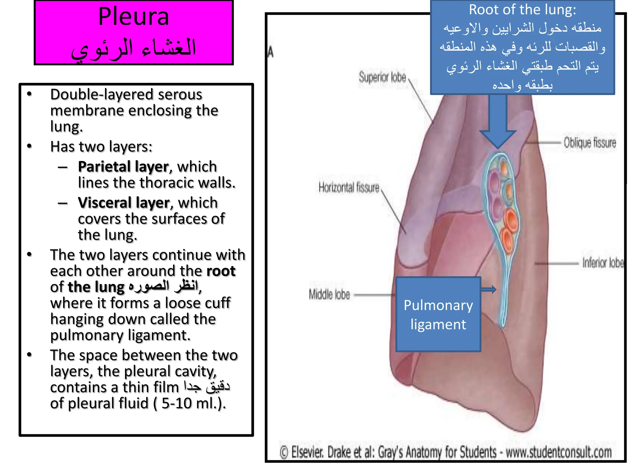 Lecture 3- Anatomy of the Pleura and Lung | PPT
