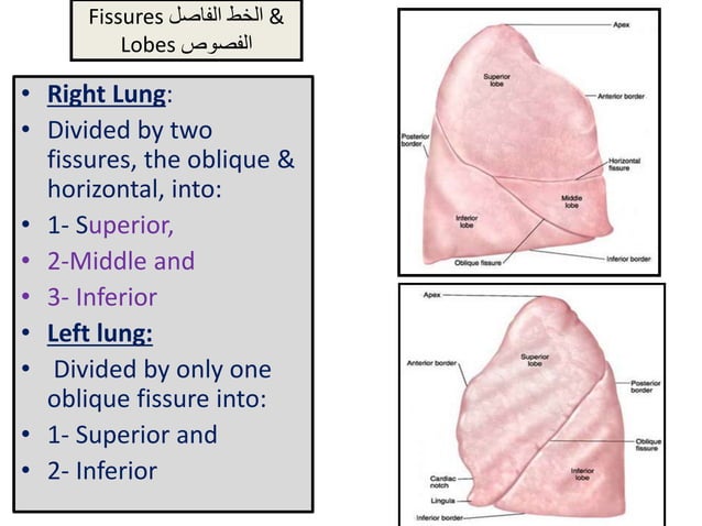 Lecture 3- Anatomy of the Pleura and Lung | PPT