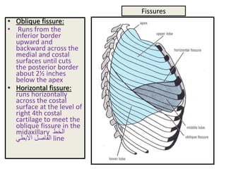 Lecture 3- Anatomy of the Pleura and Lung | PPT
