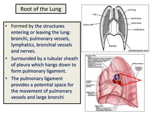 Lecture 3- Anatomy of the Pleura and Lung | PPT