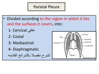 Lecture 3- Anatomy of the Pleura and Lung | PPT