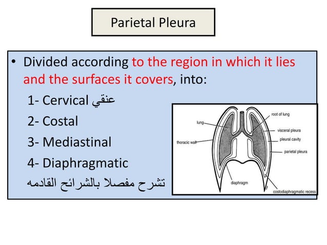 Lecture 3- Anatomy of the Pleura and Lung | PPT