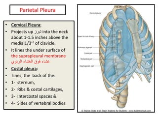 Lecture 3- Anatomy of the Pleura and Lung | PPT