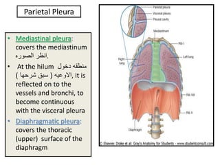 Lecture 3- Anatomy of the Pleura and Lung | PPT