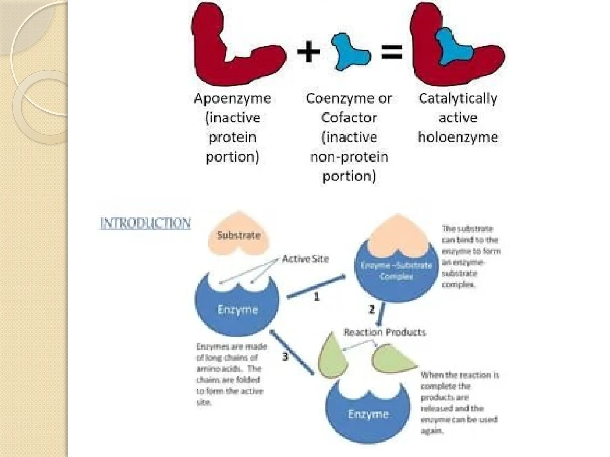 Physic-chemical properties Food enzymes Food additives | PPTX ...