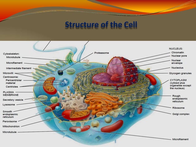 Lec 3-Biochemical composition of cells.pptx