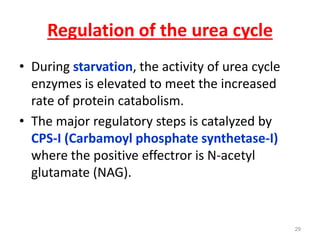 Lec3 level3-deproteinmetabolismureacycle-130202042721-phpapp02 | PPT