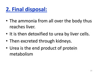Lec 3 level 3-de(protein metabolism &urea cycle) | PDF | Digestive ...