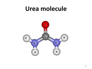 Lec 3 level 3-de(protein metabolism &urea cycle) | PDF