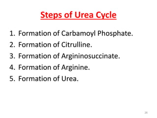 Lec 3 level 3-de(protein metabolism &urea cycle) | PDF