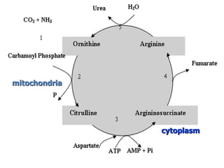 Lec 3 level 3-de(protein metabolism &urea cycle) | PDF