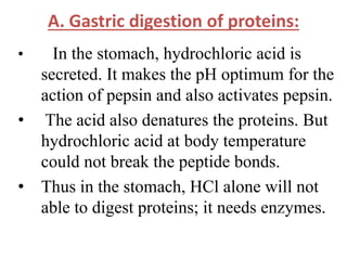 Lec 3 level 3-de(protein metabolism &urea cycle) | PDF | Digestive ...