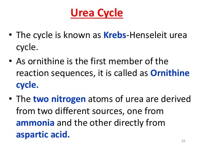 Lec 3 level 3-de(protein metabolism &urea cycle)