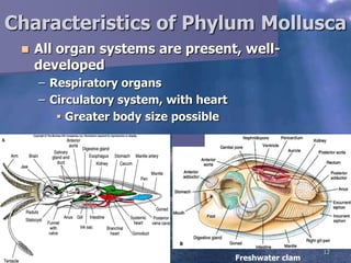 invertebrates : mollusca | PPTX