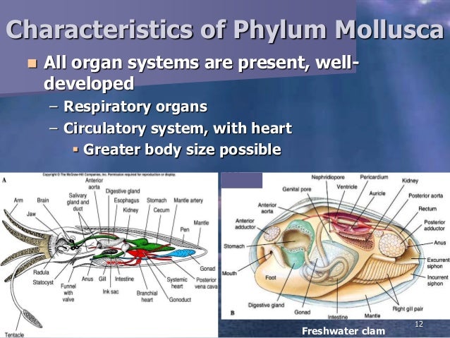 invertebrates : mollusca