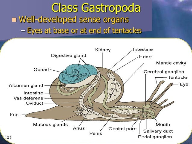 invertebrates : mollusca