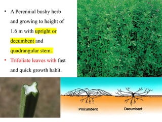 Lec_31_Lucerne cultivation practices.pptx
