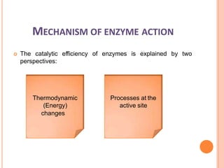 ENZYME KINETICS | PPTX