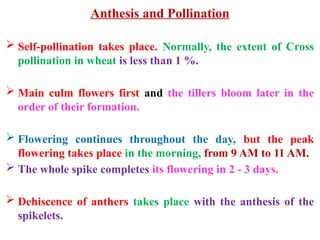 Floral biology, anthesis, pollination in wheat | PPTX