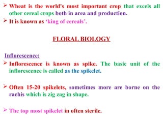 Floral biology, anthesis, pollination in wheat | PPTX