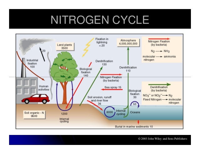 Lovescience Nitrogen Cycle Diagram