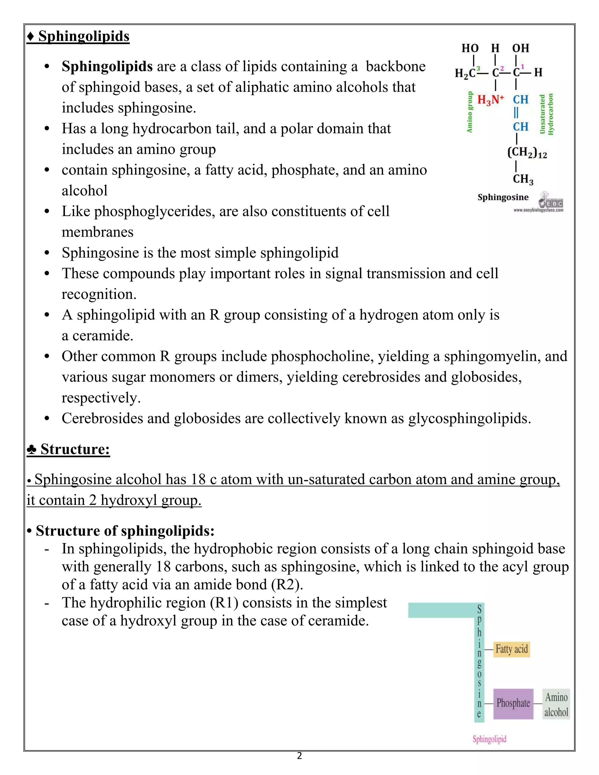 Sphingolipids ceramide Sphingomyelin glycolipids Gangliosides ...