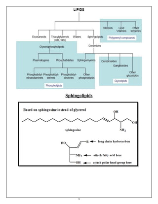 Sphingolipids ceramide Sphingomyelin glycolipids Gangliosides ...