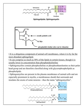 Sphingolipids ceramide Sphingomyelin glycolipids Gangliosides ...