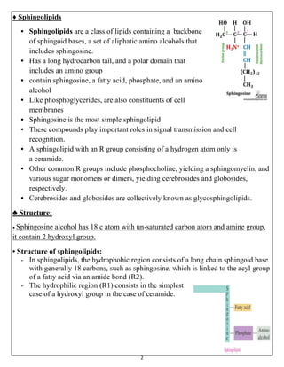Sphingolipid In Membrane