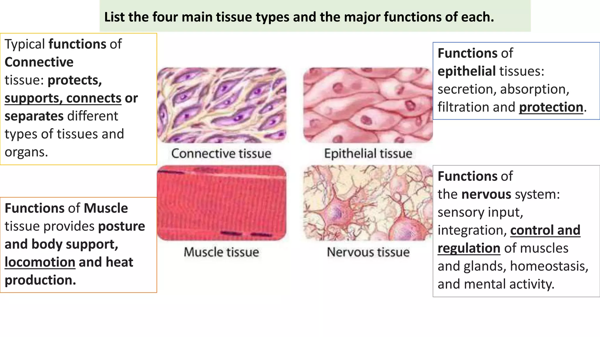 Lec 3 Epithelial tissues.pptx