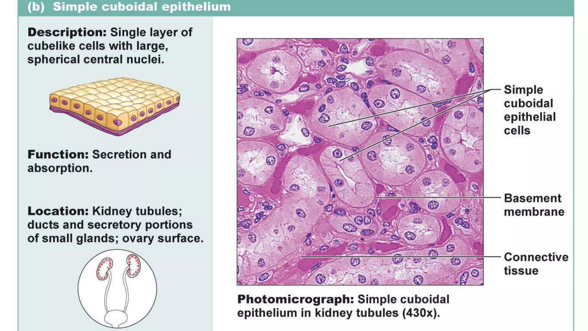 Lec 3 Epithelial tissues.pptx
