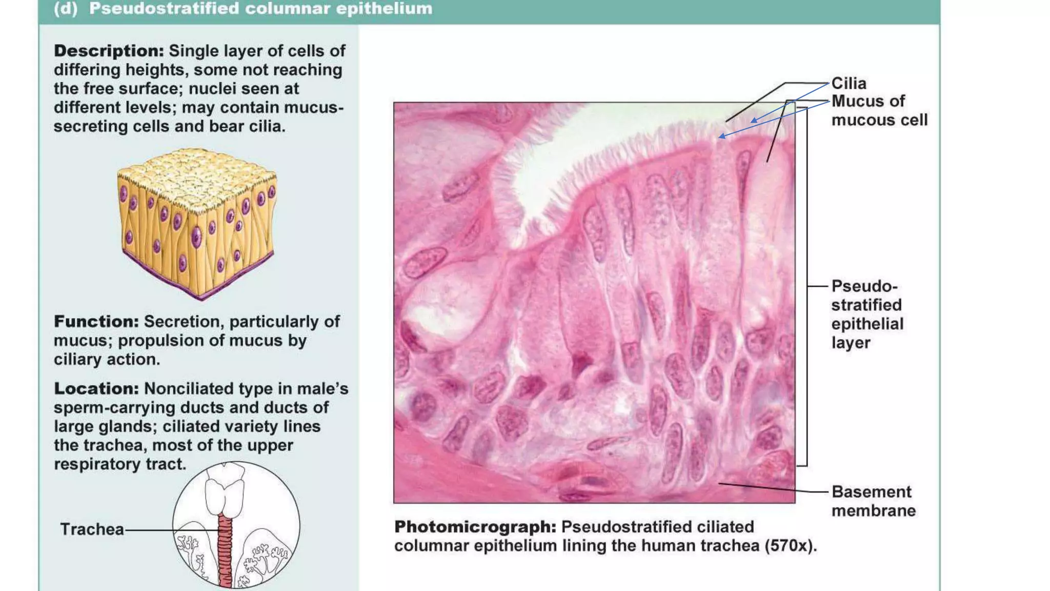 Lec 3 Epithelial tissues.pptx