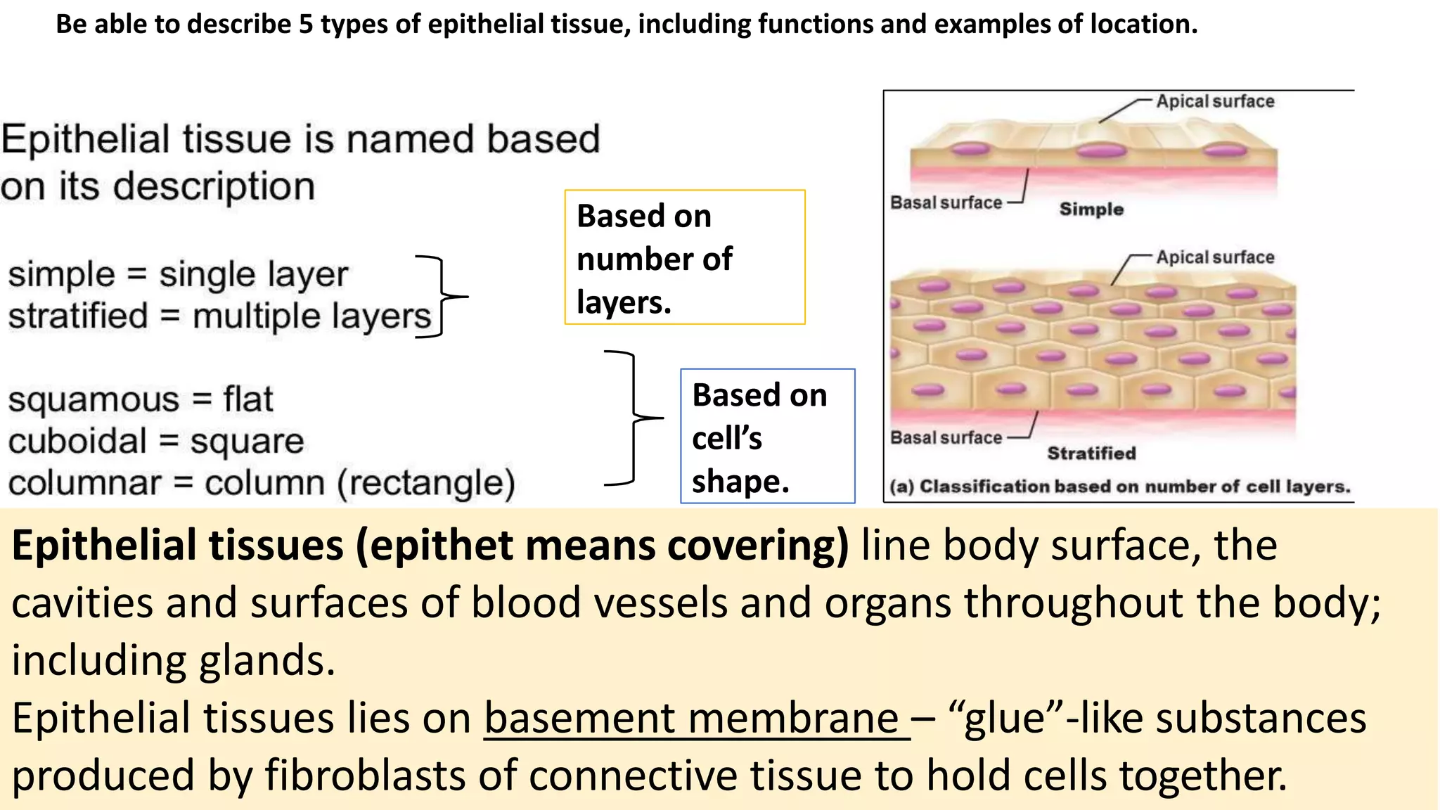 Lec 3 Epithelial tissues.pptx