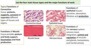 Lec 3 Epithelial tissues.pptx