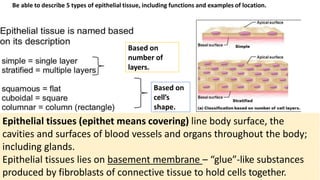 Lec 3 Epithelial tissues.pptx