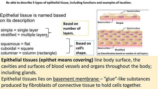 Lec 3 Epithelial tissues.pptx