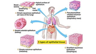 Lec 3 Epithelial tissues.pptx